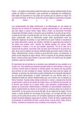 Practicaa Crecimiento De Chicharos | DOC