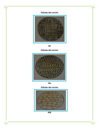 Practica de laboratorio n0 7 biologia | DOCX