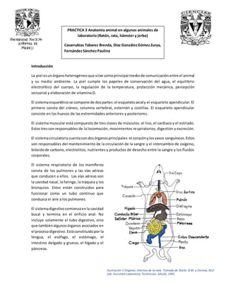 Diagrama De Disección De Cerebro De Rata
