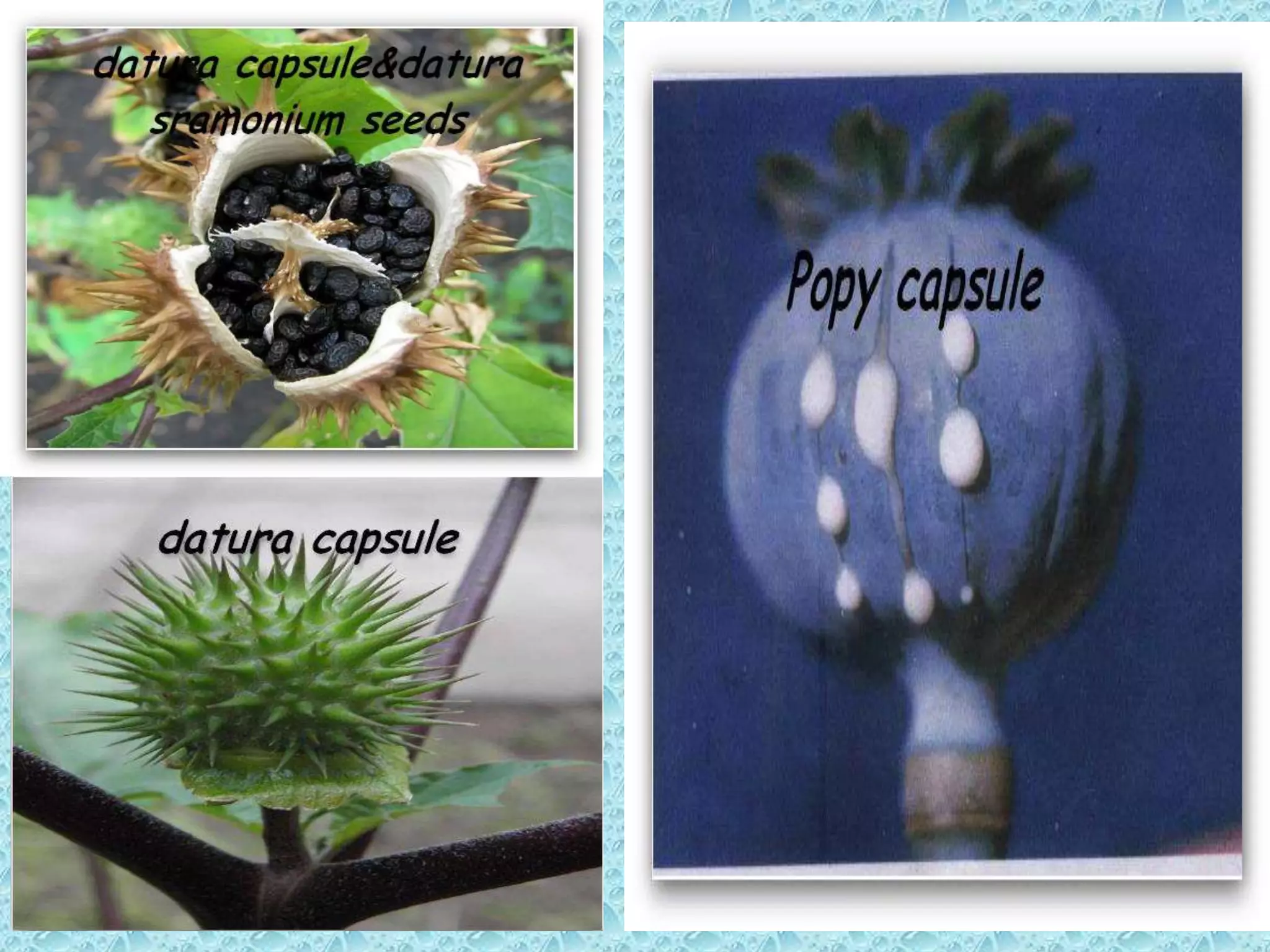 forensic and toxicology Practical | PPTX