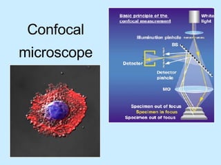 Practical 2 07 | PPT | Biological Sciences | Science