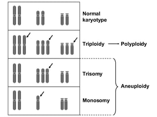 Monosomy Vs Trisomy