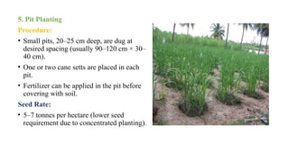 Different planting methods of sugarcanes | PPTX