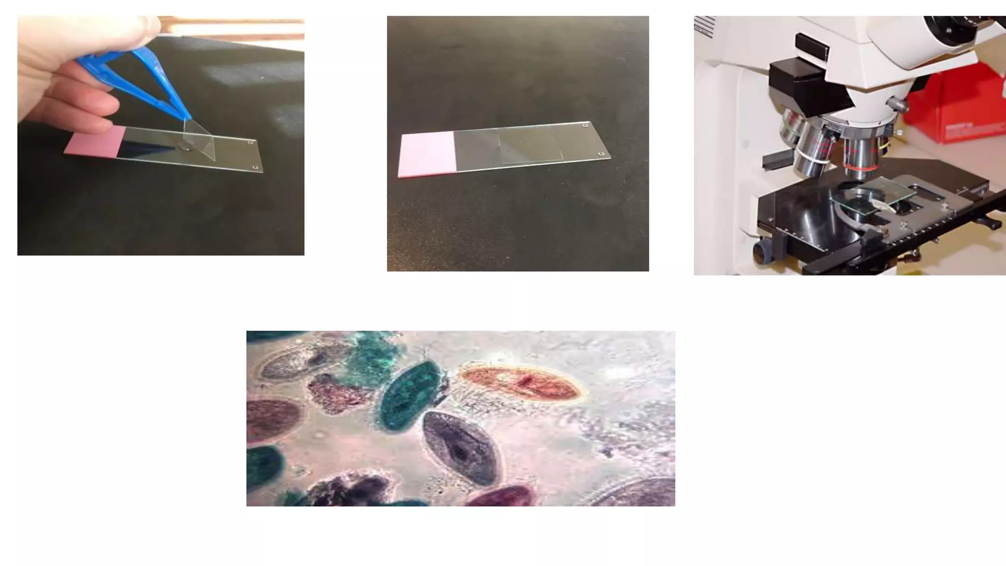 Study of specimens and identification with reason in lab. | PPTX