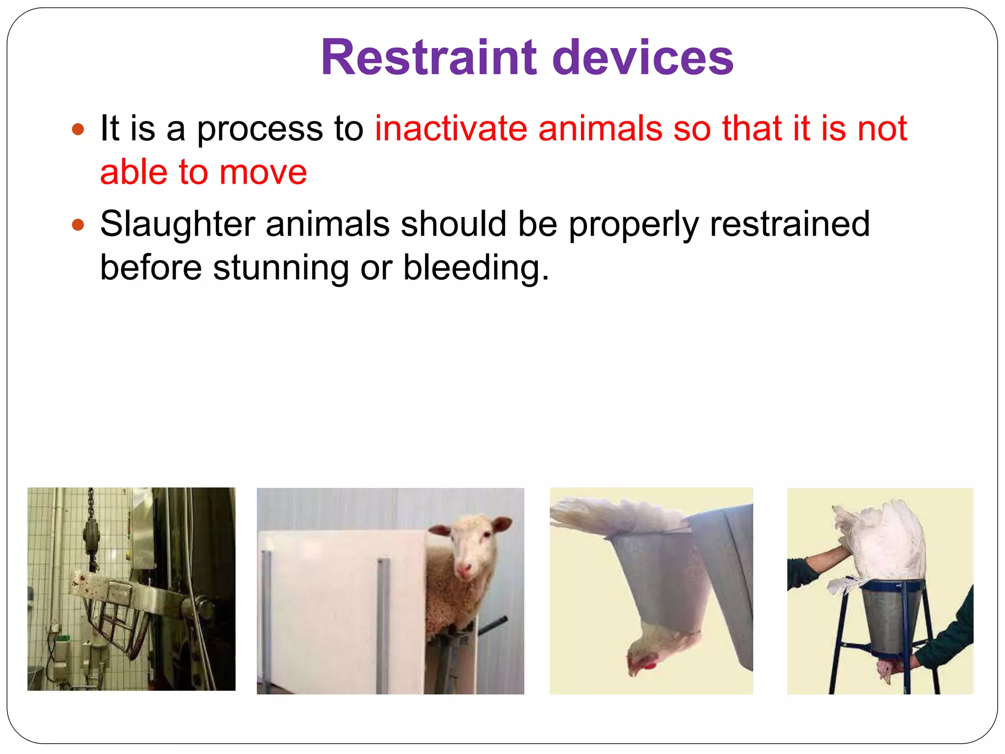 Pre slaughtering .pptx