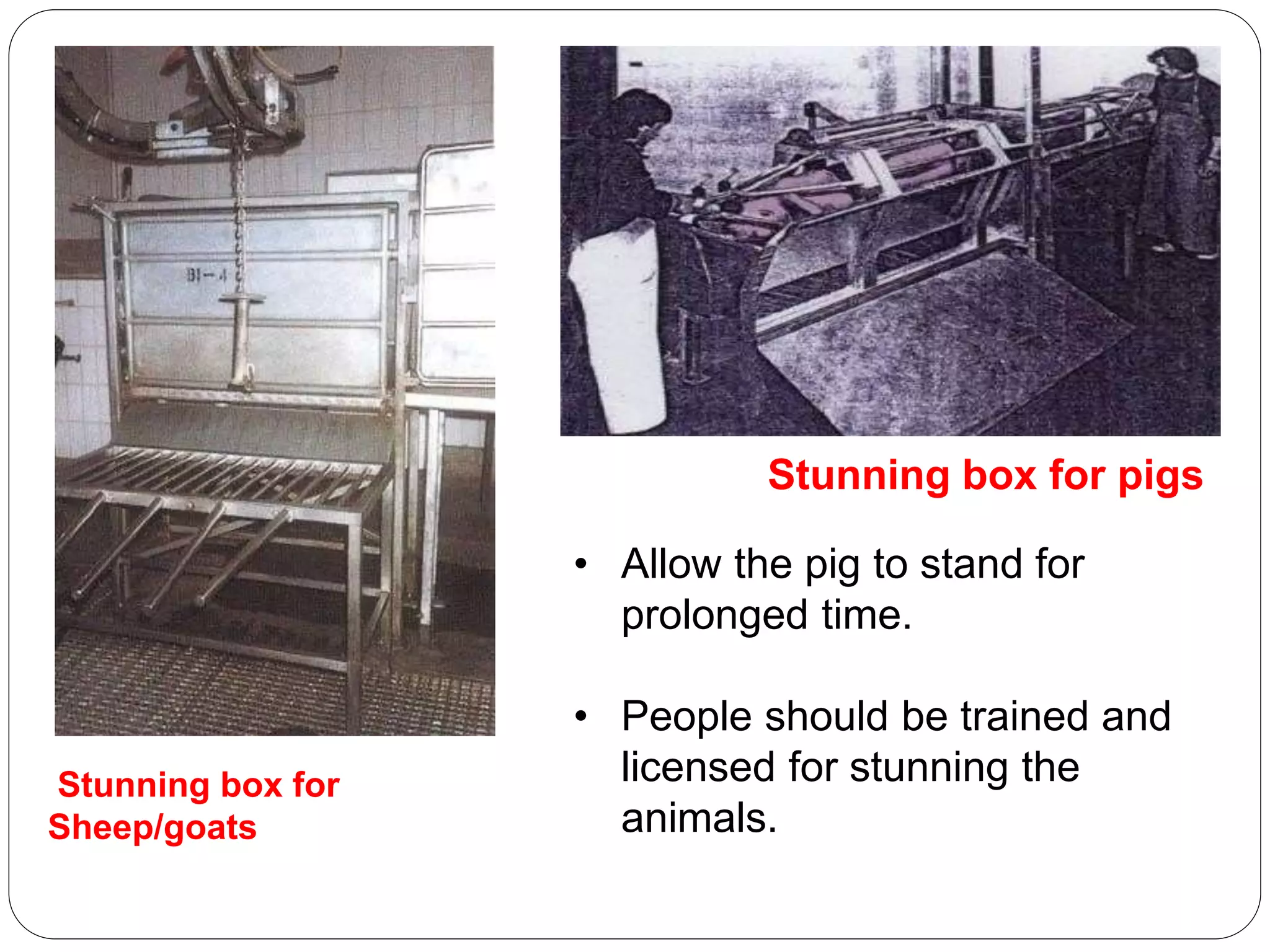 Pre slaughtering .pptx