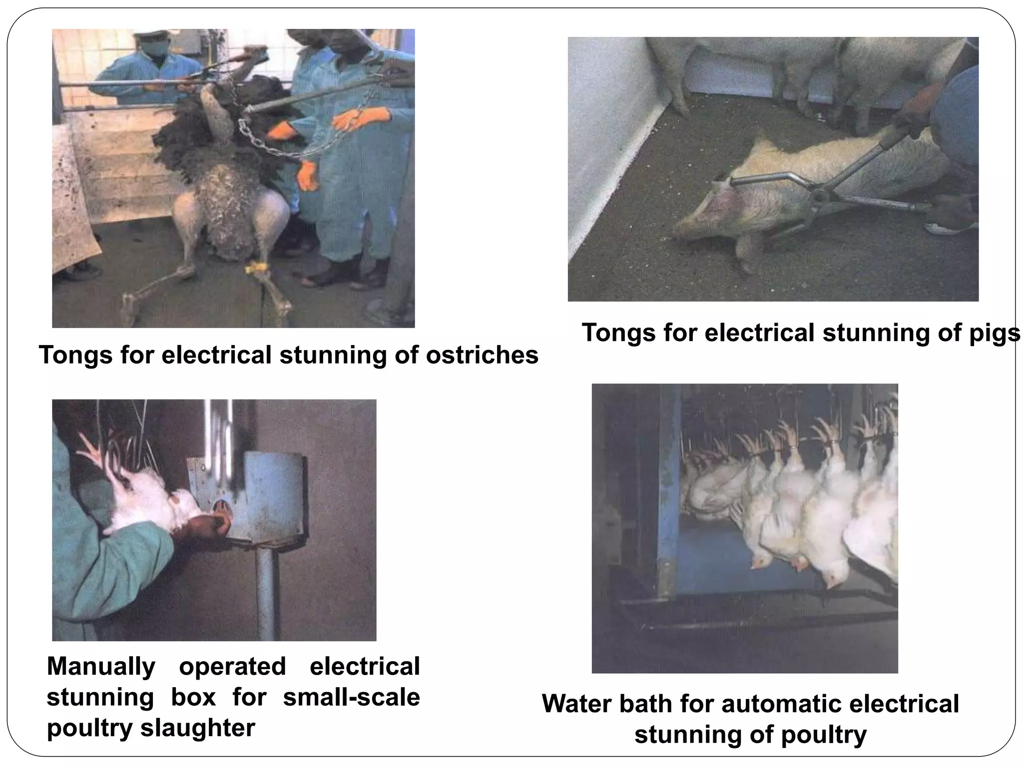 Pre slaughtering .pptx