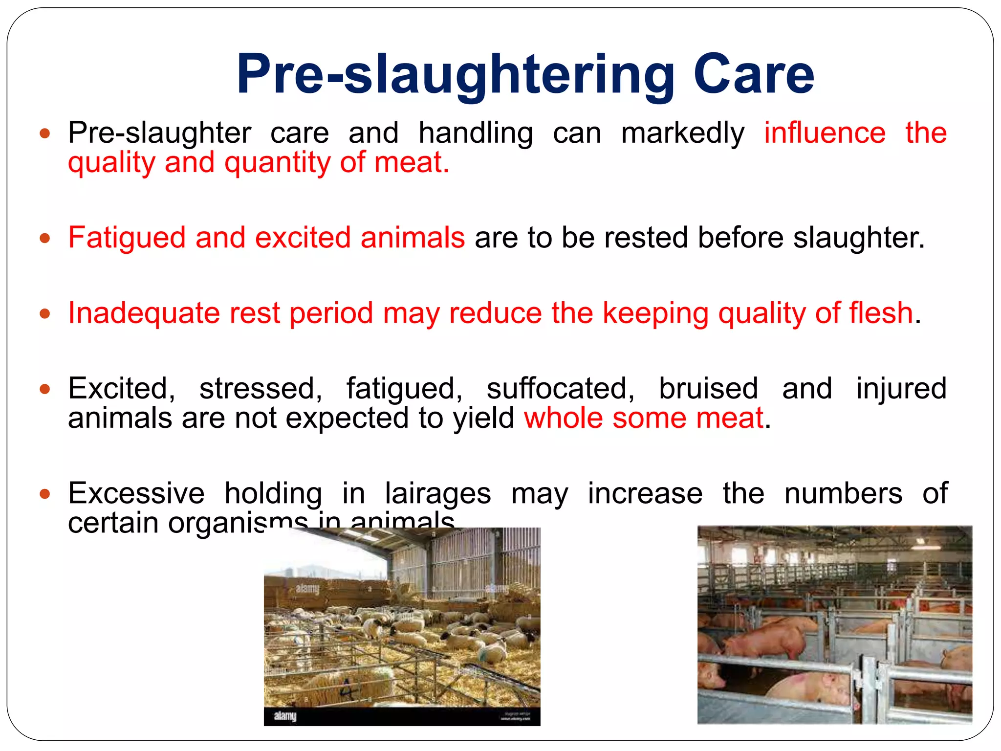 Pre slaughtering .pptx