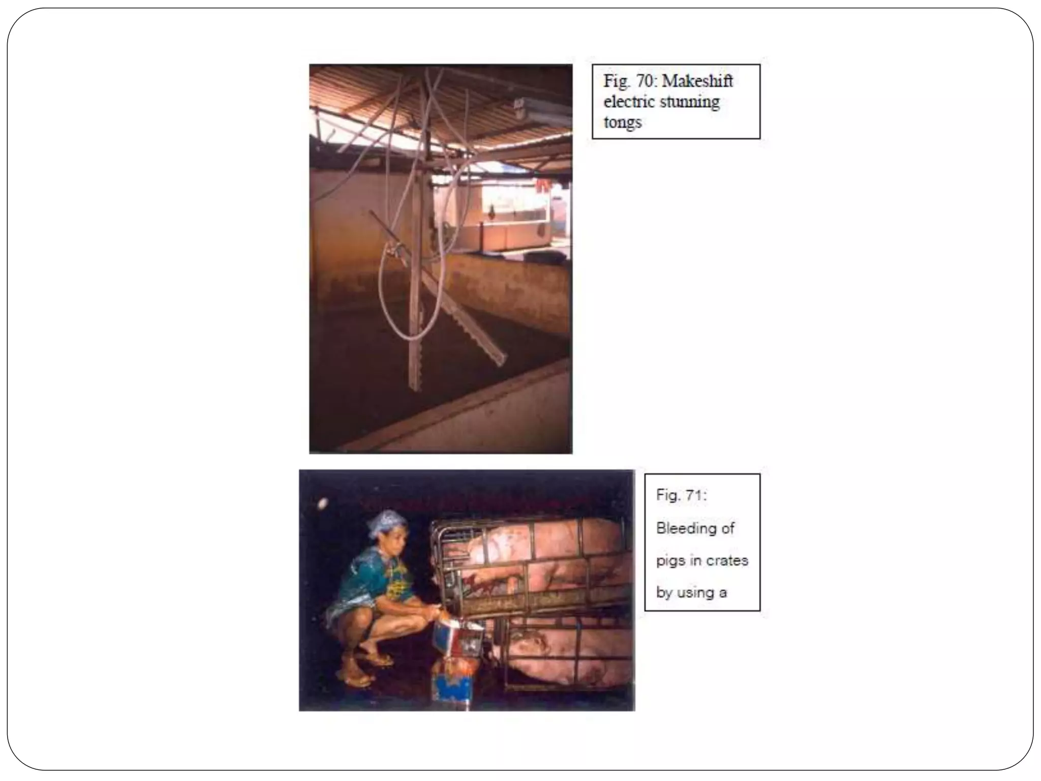 Pre slaughtering .pptx