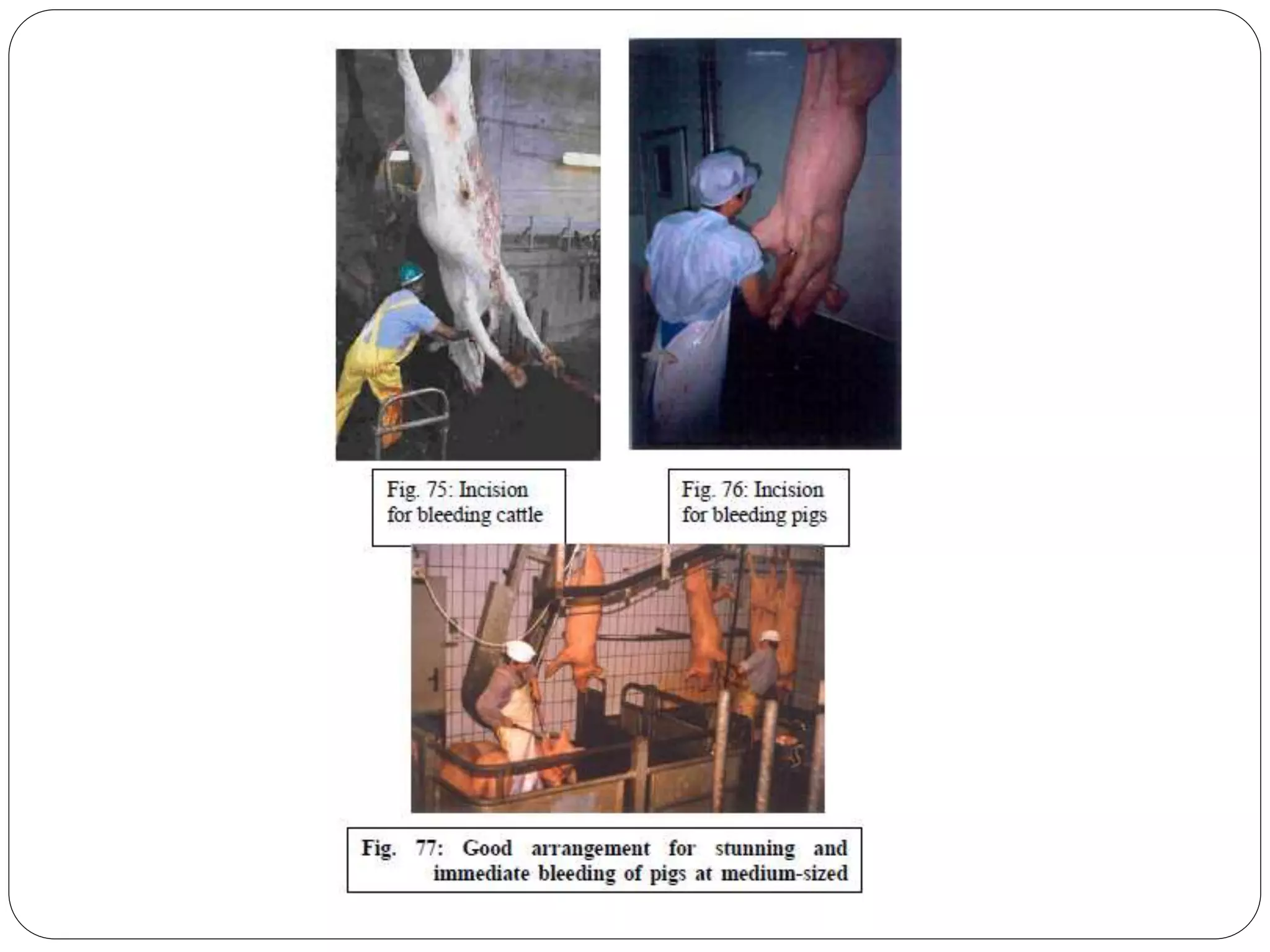 Pre slaughtering .pptx