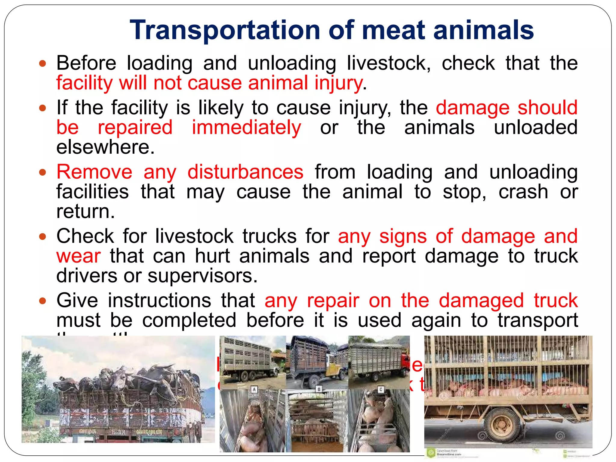 Pre slaughtering .pptx