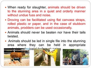 Pre slaughtering .pptx