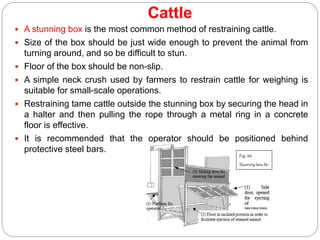 Pre slaughtering .pptx