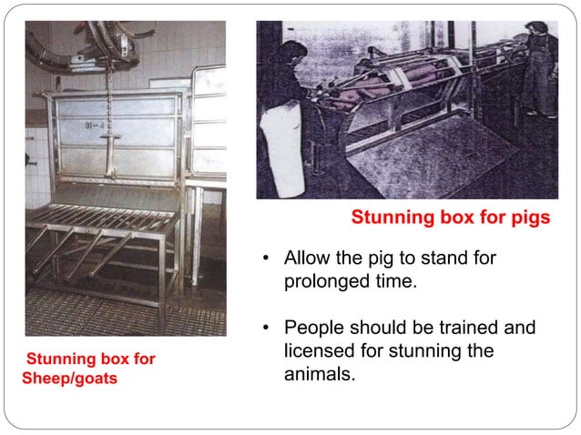 Pre slaughtering .pptx | Veterinary Medicine | Pets