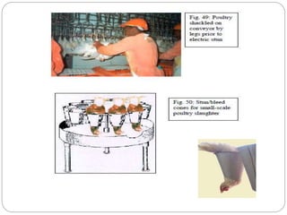 Pre slaughtering .pptx