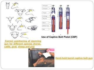 Pre slaughtering .pptx