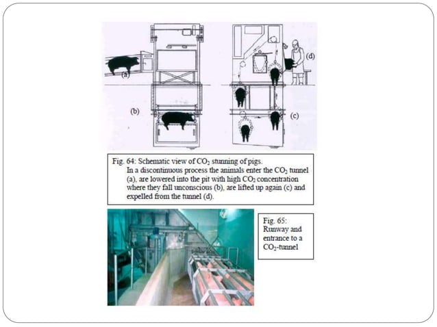 Pre slaughtering .pptx | Veterinary Medicine | Pets