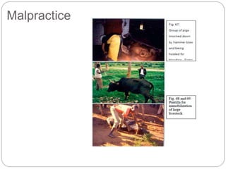 Pre slaughtering .pptx