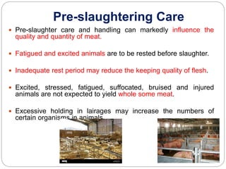 Pre slaughtering .pptx