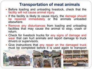 Pre slaughtering .pptx