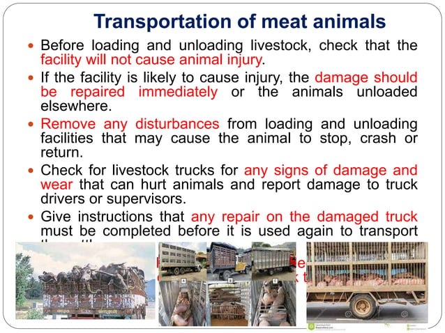 Pre slaughtering .pptx | Veterinary Medicine | Pets