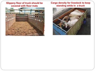 Pre slaughtering .pptx