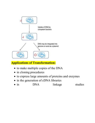 Preparatiion of competent cells & Transformation Practical | DOCX