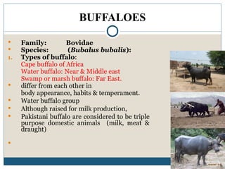 Practical#1 Buffalo and cattle Breeds.ppt