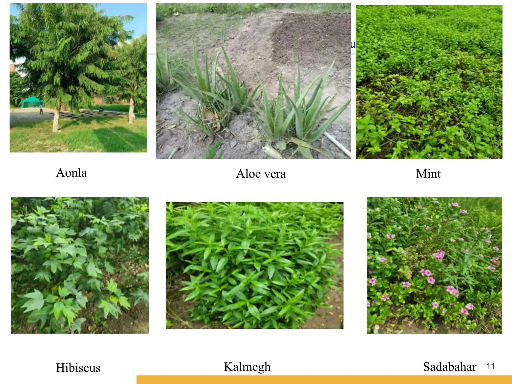 Organic Agriculture , Weed Management System | PPT