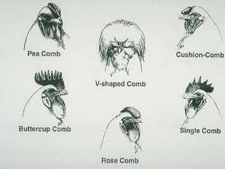 Practical 1 identification breeds of poultry | PPTX
