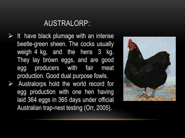 Practical 1 identification breeds of poultry | PPTX