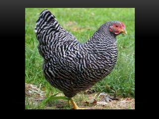 Practical 1 identification breeds of poultry | PPTX