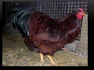 Practical 1 identification breeds of poultry | PPTX