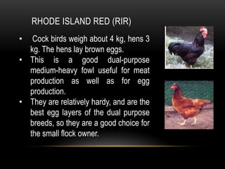 Practical 1 identification breeds of poultry | PPTX