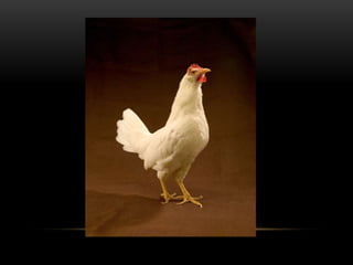 Practical 1 identification breeds of poultry | PPTX