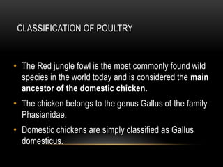 Practical 1 identification breeds of poultry | PPTX