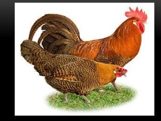 Practical 1 identification breeds of poultry | PPTX