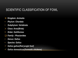 Practical 1 identification breeds of poultry | PPTX