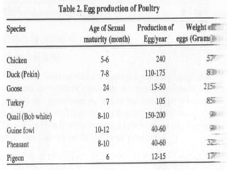 Practical 1 identification breeds of poultry | PPTX