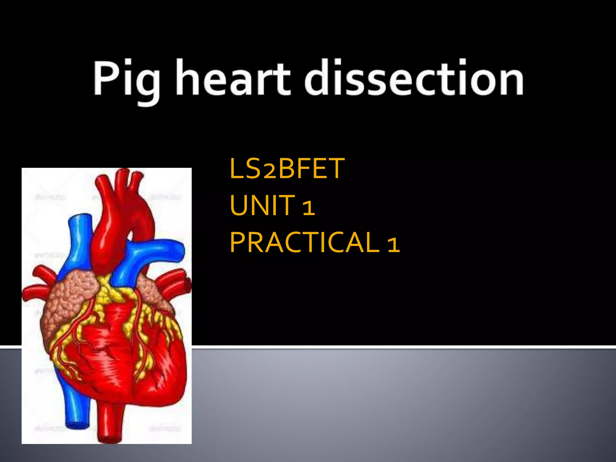 Practical 1 pig heart dissection | PPTX