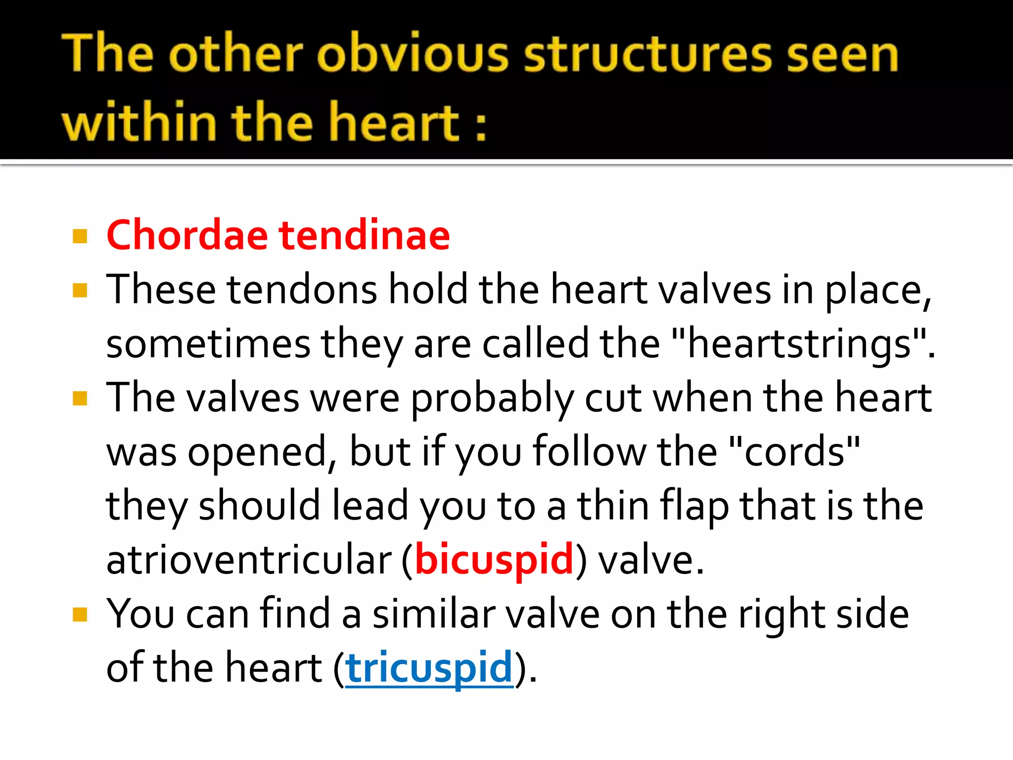 Practical 1 pig heart dissection | PPTX