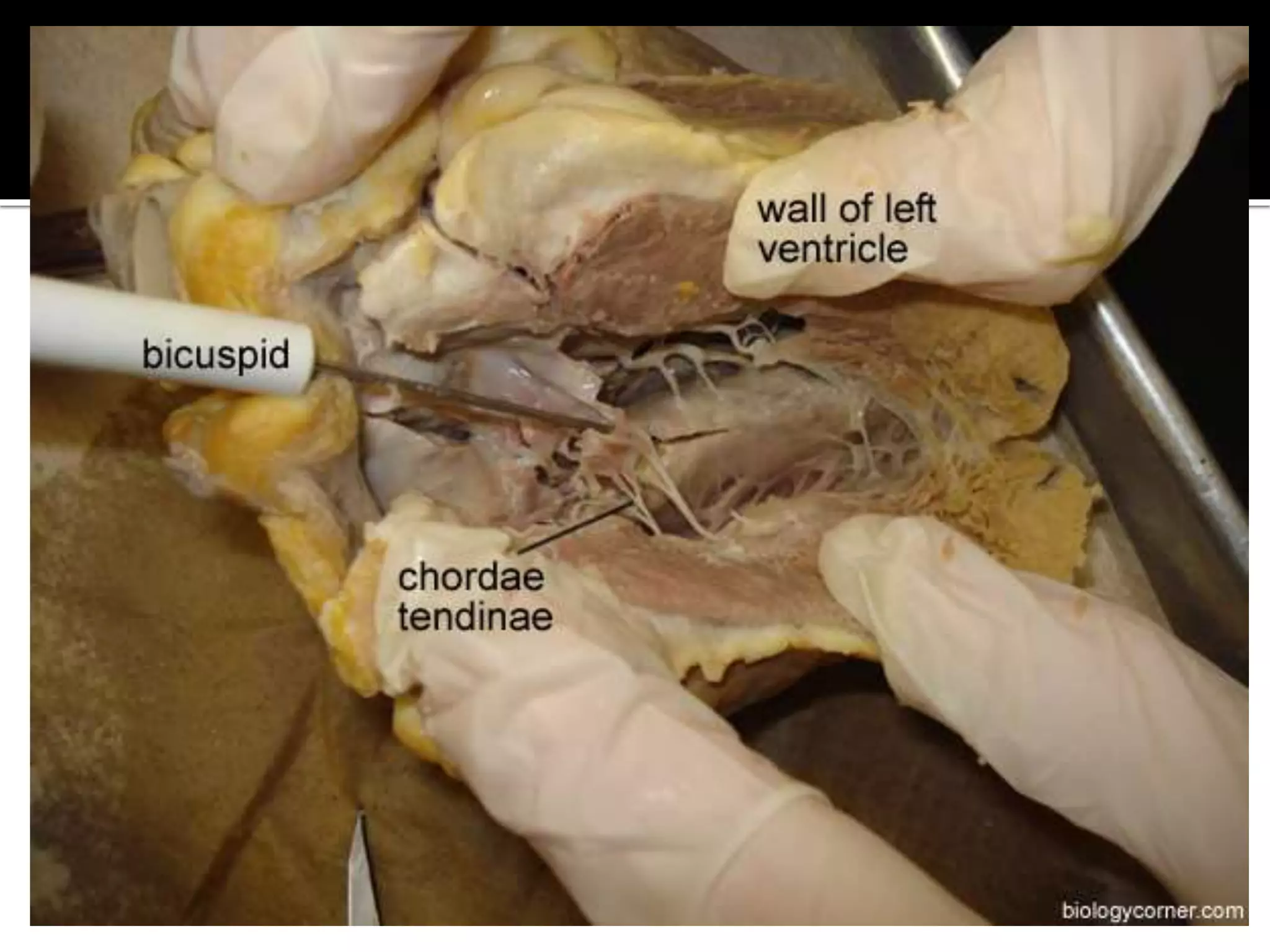 Practical 1 pig heart dissection | PPTX