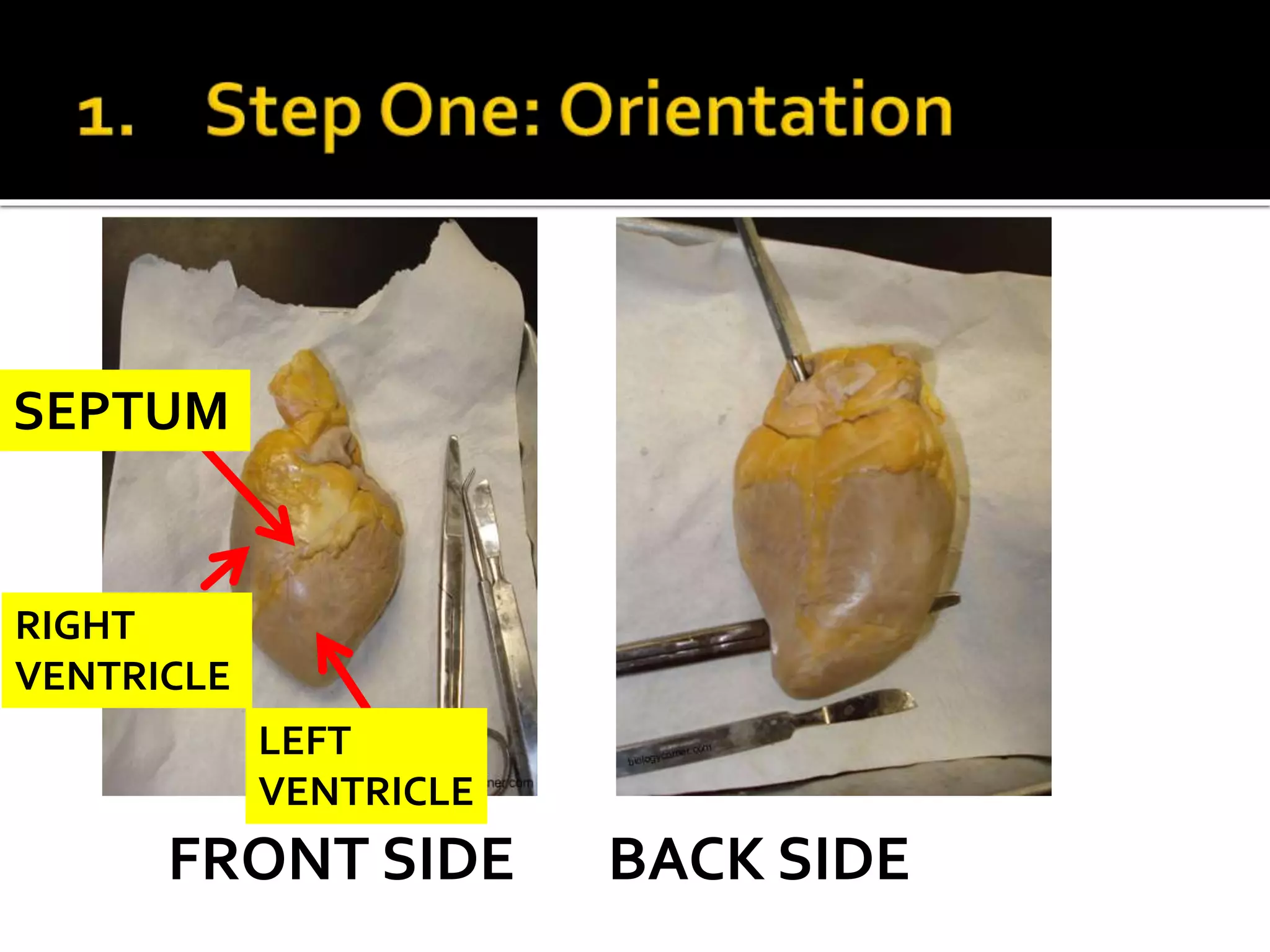 Practical 1 pig heart dissection | PPTX