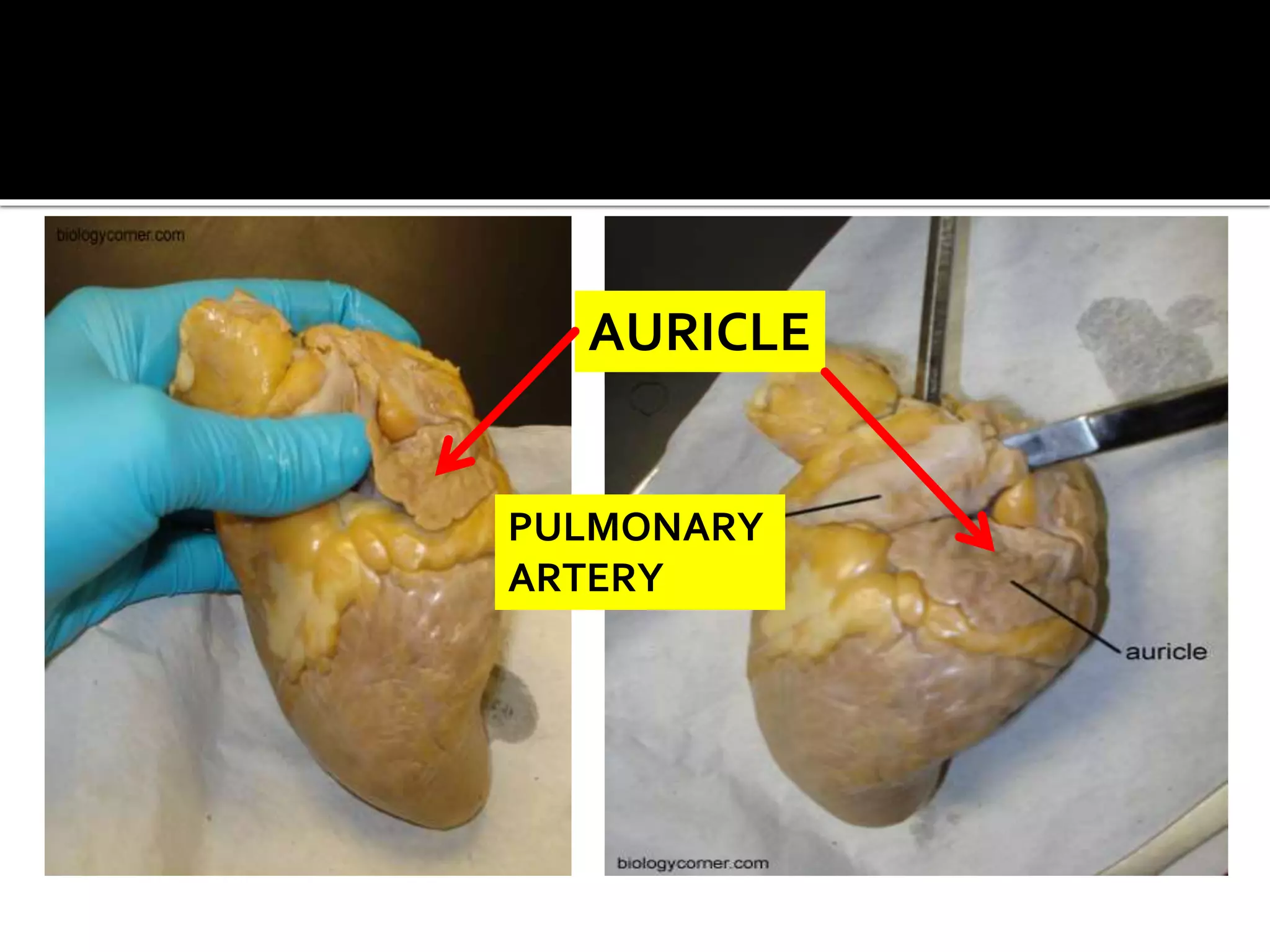 Practical 1 pig heart dissection | PPTX