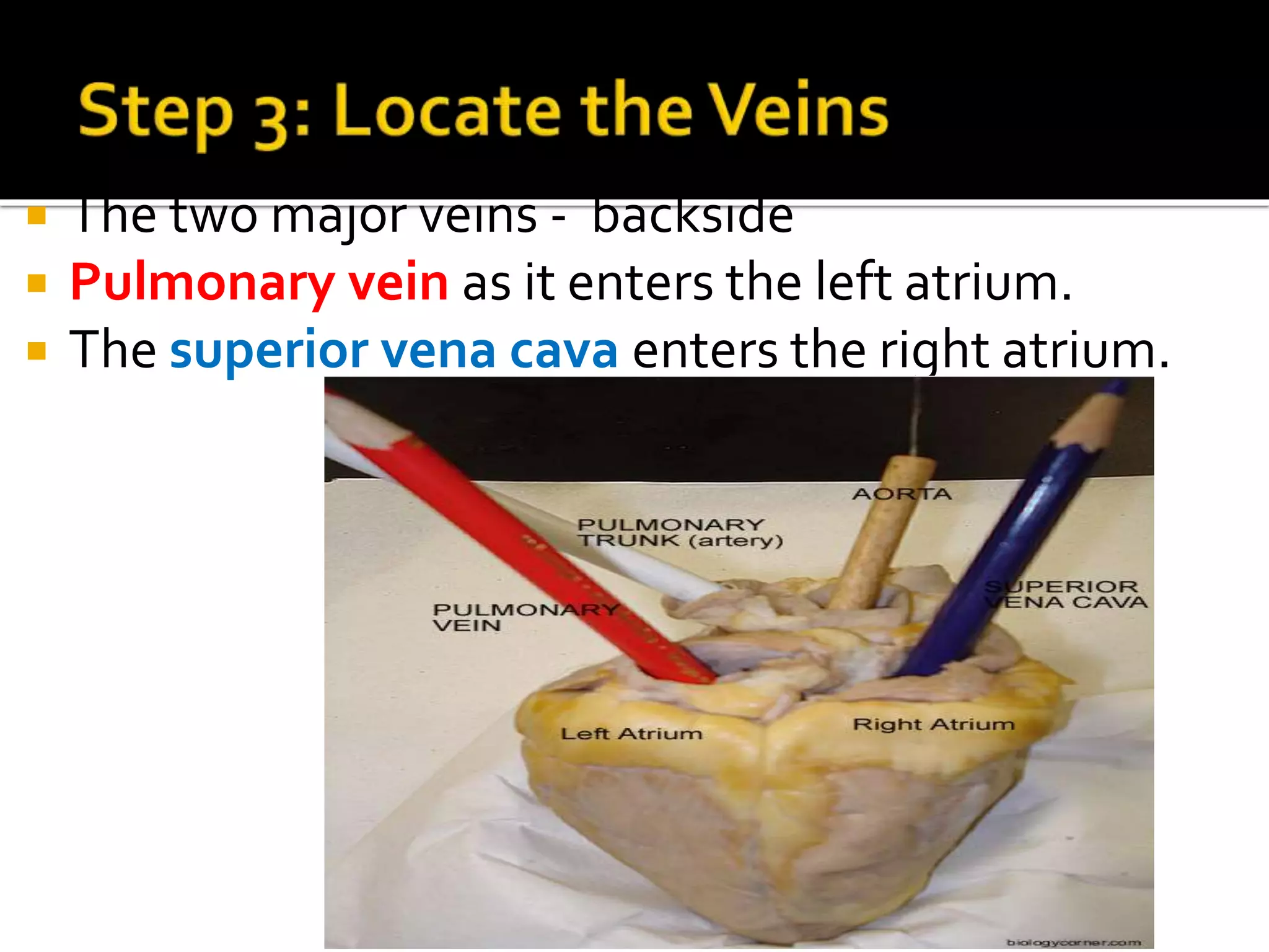 Practical 1 pig heart dissection | PPTX