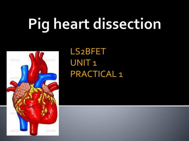 Practical 1 pig heart dissection | PPTX