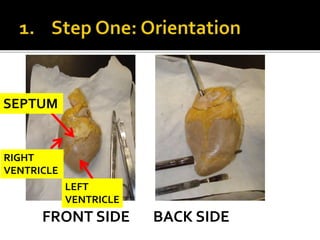 Practical 1 pig heart dissection | PPTX