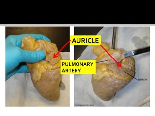 Practical 1 pig heart dissection | PPTX
