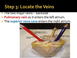 Practical 1 pig heart dissection | PPTX