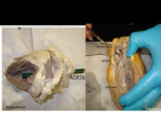 Practical 1 pig heart dissection | PPTX